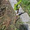 3 Raspberry Plants "heritage" Everbearing, Red(3 Large, 1 Year Old ...