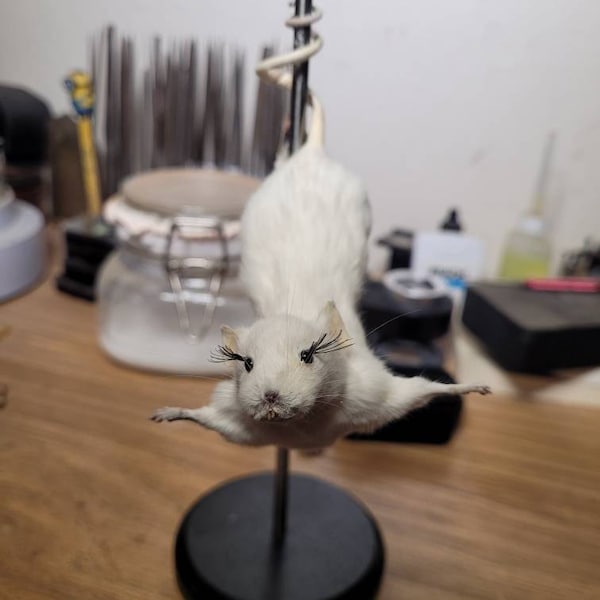 Taxidermy Pole Dancing Stripper Mouse Unusual Oddities Homeware Gothic ...