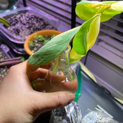 Brazilian Pothos philodendron Cutting - Etsy