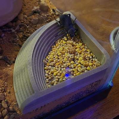 Hermit Crab Foraging Dish Hanging Shell Dish Hermit Crab Enrichment - Etsy