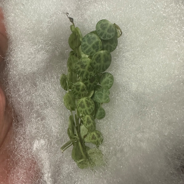 String of Turtles Cuttings, Peperomia Prostrata, Succulent Cuttings, Live Plant Cuttings - Etsy