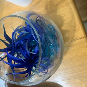 Pearl Turbo Setosus Shell 1 3/4 2 1/4 Opening 1 - Etsy