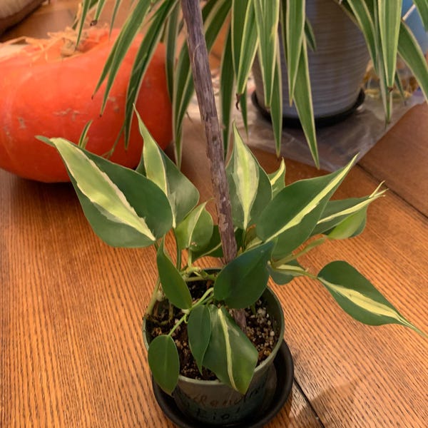 Philodendron Hederaceum 'rio' Plant - Heartleaf Philodendron Rio ...