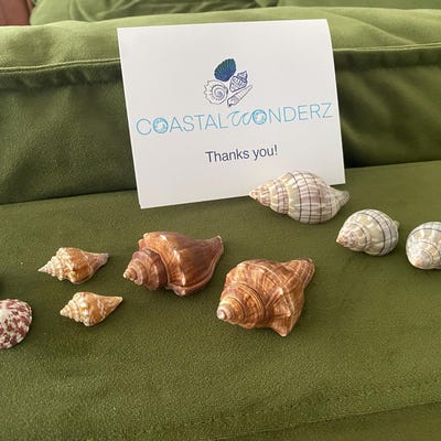 Conch Florida King Crown Conch Seashell Handpicked on Marco Island or ...