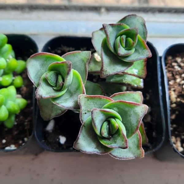 String of Buttons | 2 Inch | Crassula Perforata | Live Succulent Plant ...