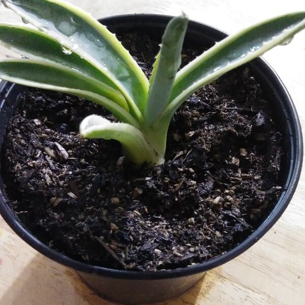 Bulbine Frutescens Succulent Cape Balsam Evergreen Drought Resistant ...