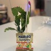 String of Turtles, 4 Inch Hanging Basket, Peperomia Prostrata, Turtle ...
