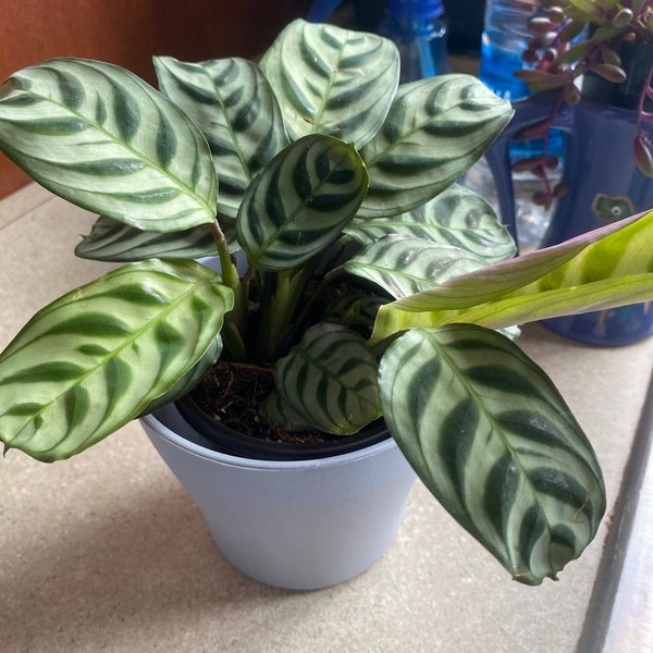 Calathea Burle Marx in a 3” Pot - Maranta Amabilis Burle Marxii Starter ...