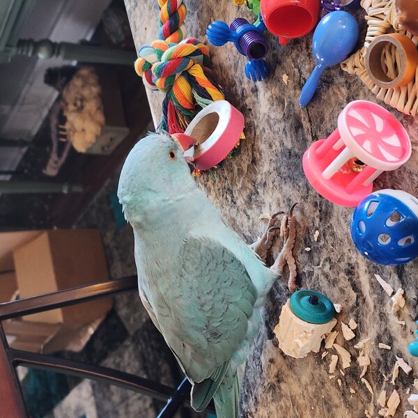 Conure Footies Jar of Foot Toys - Parrot Accessories, Bird Toys ...