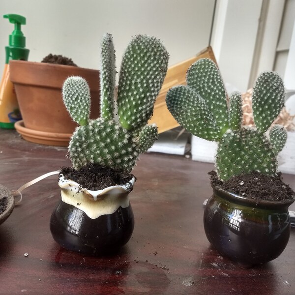 Small Cactus Plant. White Angel Wing Cactus. Also Called White Bunny ...