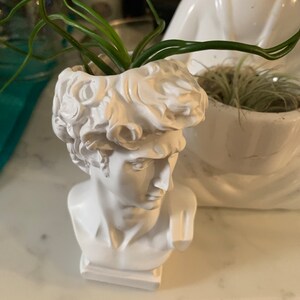 Pearl Turbo Setosus Shell 1 3/4 2 1/4 Opening 1 - Etsy