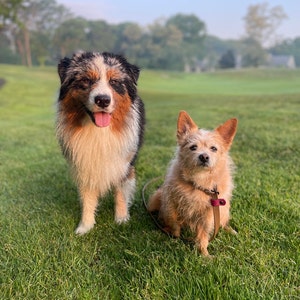 Trailblazer Customizable Braided Biothane® Dog Leash Dog - Etsy