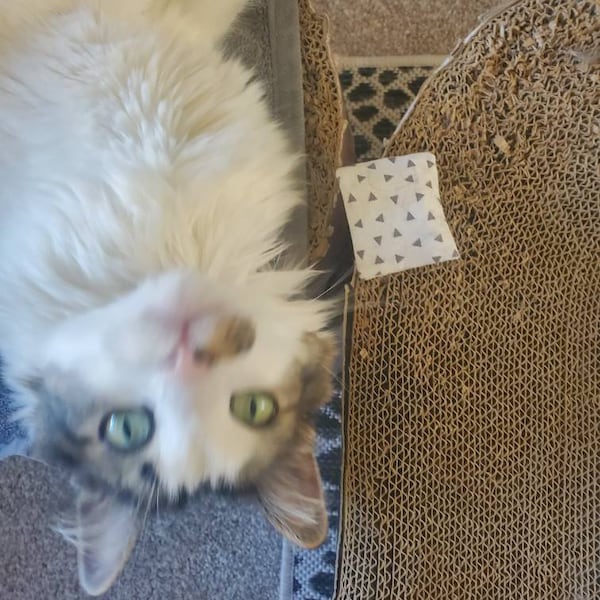 Cat Scent Enrichment Kit | 13 Herbs | Improve Wellbeing | Cat Toy | Cat ...