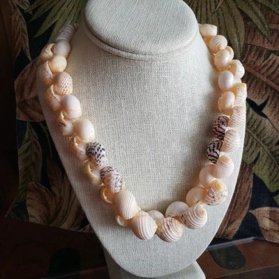 50 Small Bleeding Tooth Shells Seashells 1/2 1 Nerita Peloronta for ...