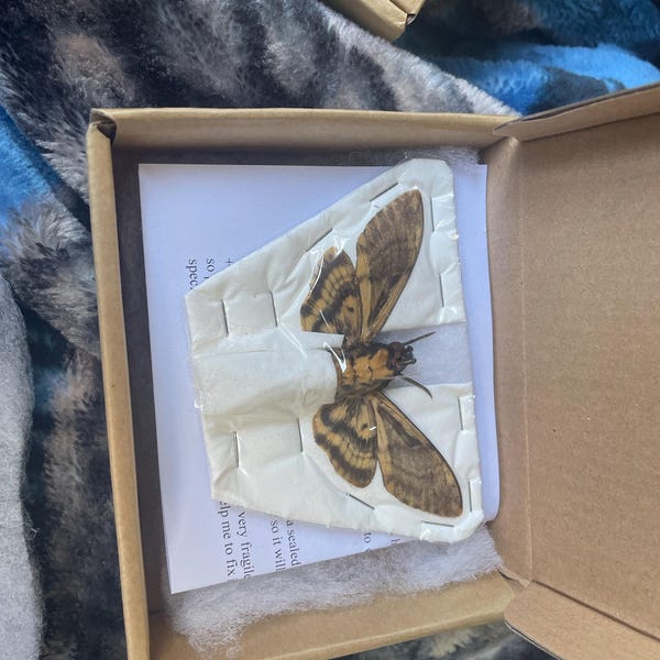 Dog Memorial Shadowbox, Loss Pet Remembrance, Dog Lover Gift With ...