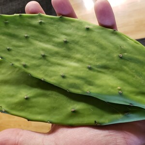 Neoregelia Sheba Bromeliad Offset for Shade or SUN - Etsy