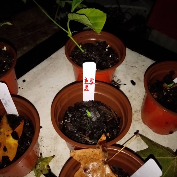 Purple Peach Carolina Reaper Rare Pepper Seeds Premium Packet - Etsy