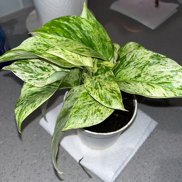 Snow Queen Pothos - 4'' From California Tropicals - Etsy