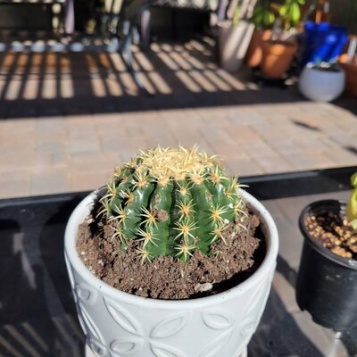 Aloe Divaricata Diablo mr. Toothy Aloe Brilliant Red Teeth - Etsy