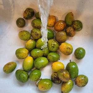 3LBS Fresh Dwarf June Plums Always Freshly Picked Ready to Ship - Etsy