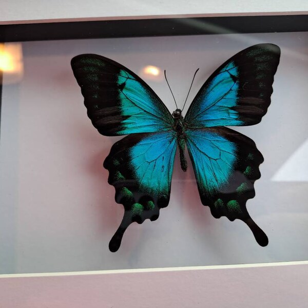 Real Sunset Moth, Urania Ripheus in a Black and White Shadowbox Frame ...