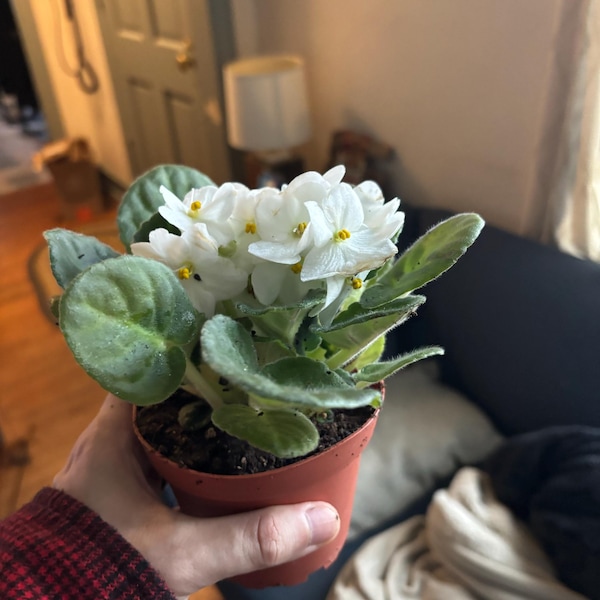 4pot of ZZ Plant, Zamioculcas Zamiifolia, Zee Zee Plant, Aroid Palm ...