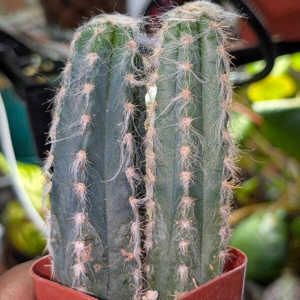 Rhipsalis Baccifera Subs. Horrida Mouse Tail Cactus 2 Inch Pot - Etsy