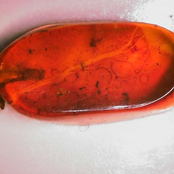 SUPER RARE! Cockroach Laying Egg Sac, Fossil Inclusion in Burmese Amber ...