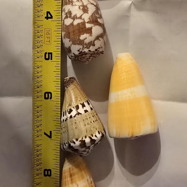 Large Fox Seashell Fasciolaria Trapezium (1 Shell Approx. 5+ Inches ...