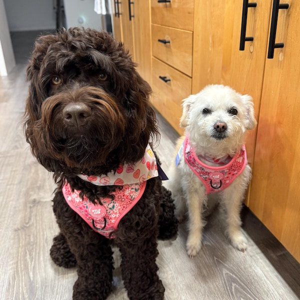 Adjustable Dog Harness for Extra Small Puppies to Large Dogs ...