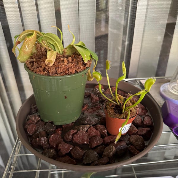 Carnivorous Plant Bundle - Venus Fly Trap and Pitcher Plant - Etsy