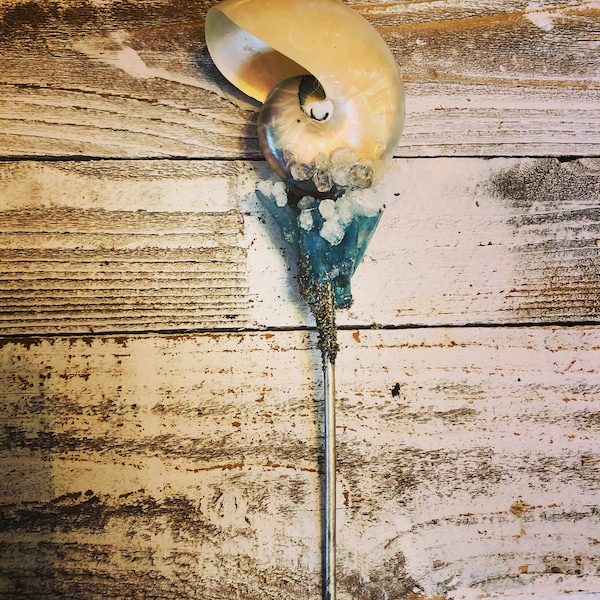 Seashells, Shells, Beach Decor, Hermit Crab Shells, Polished Shells ...