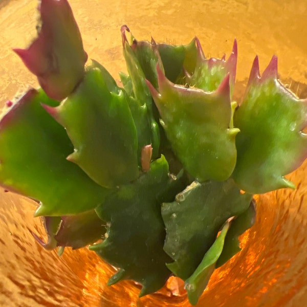 Tylecodon Paniculatus Bonsai Tree Cactus Plant Succulent-easy to Grow ...