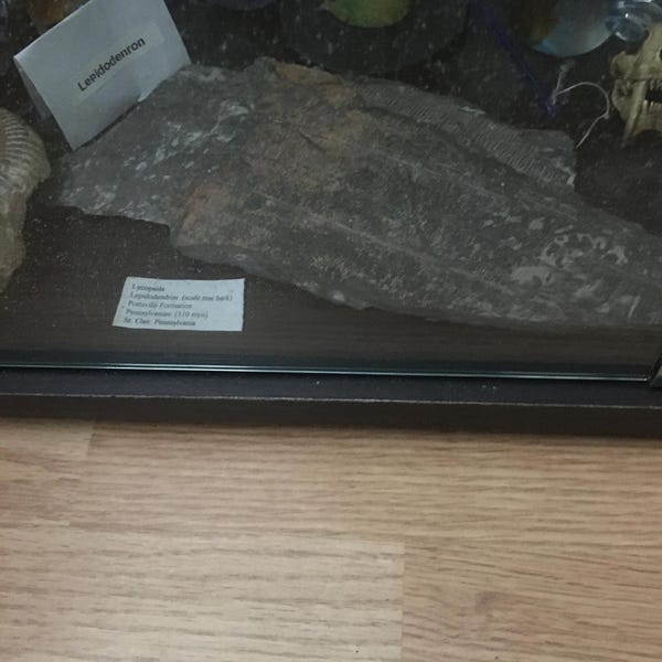 Crocodilian Scute Fossil osteoderm Armor Lance Fm. Niobrara Co., WY - Etsy