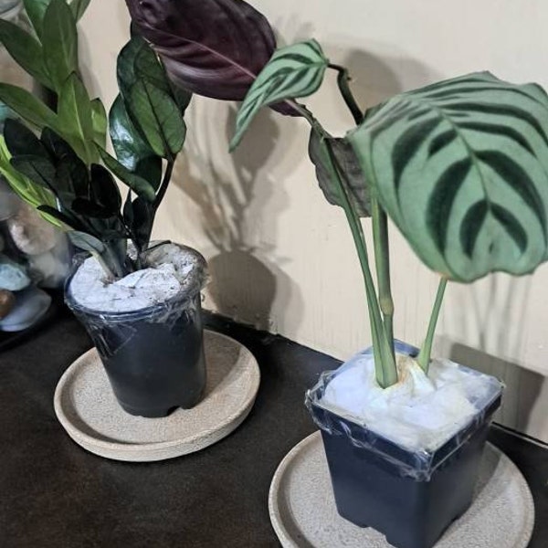 Calathea Burle Marx in a 3” Pot - Maranta Amabilis Burle Marxii Starter ...