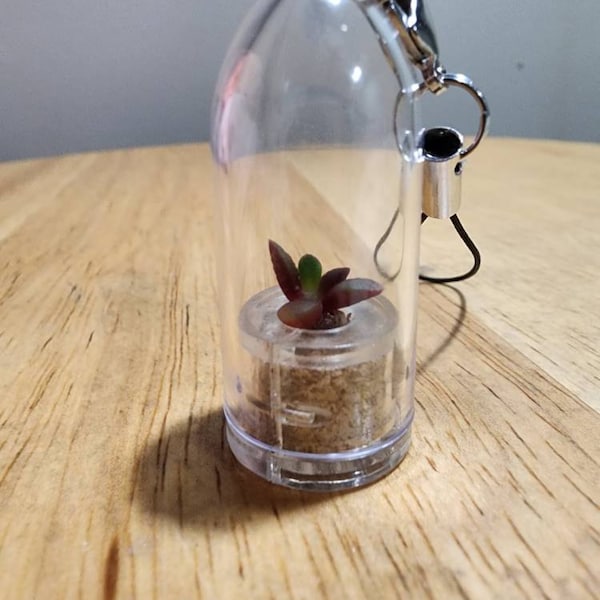 Live Plant Cacti - Baby Baobab Cactus - Terrarium Flower, Miniature ...