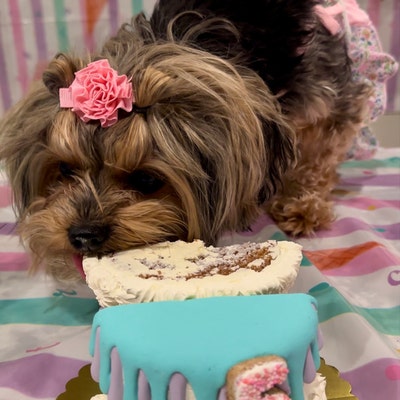 Double Decker Dog Birthday Cake With Custom Name Bone Topper 4 Inch ...
