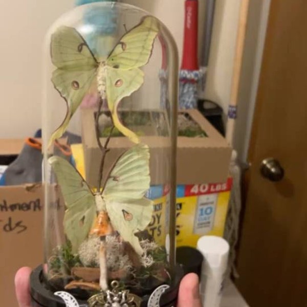 3 PRACTICE Grade Specimens of LUNA Moth Actias Luna - Etsy