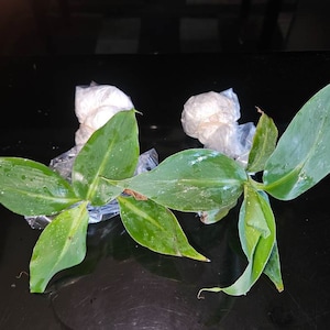 Live Colocasia redemption, Elephant Ears Super Rare Starter Plant - Etsy