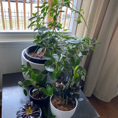 MEDIUM 4 Concrete Container SEALED Minimalist Modern - Etsy