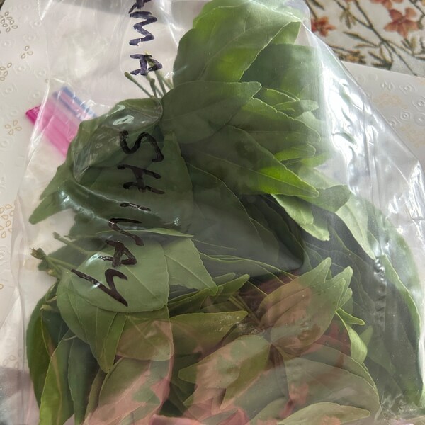 33 Bilva Patra LEAVES Aegle Marmelos Bael Bel Patra Bhagavan Shiva ...