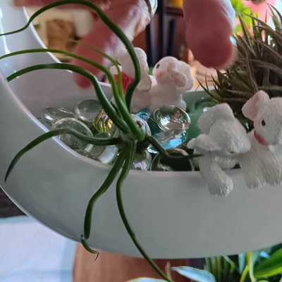 Neglecta Mini Air Plants Tillandsia, Air Plant, Indoor Plant, House ...