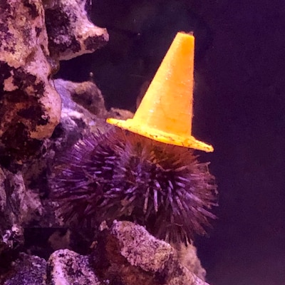 Urchin Hats 4 Pack - Etsy