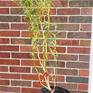 Scarlet Curls Corkscrew Weeping Willow Tree Live Plant - Etsy
