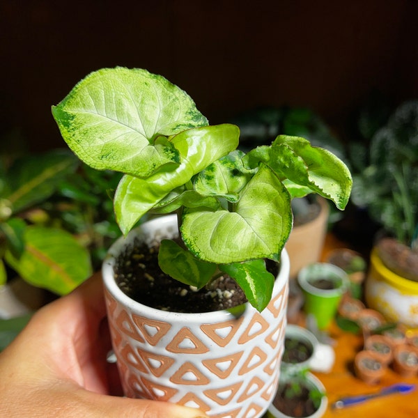 Syngonium “mini Pixie” Starter Plant (ALL STARTER PLANTS Require You to ...
