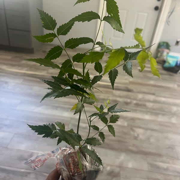 Kesar Mango Tree Plant (mangifera) Indian Queen Variety Grafted 2ft ...