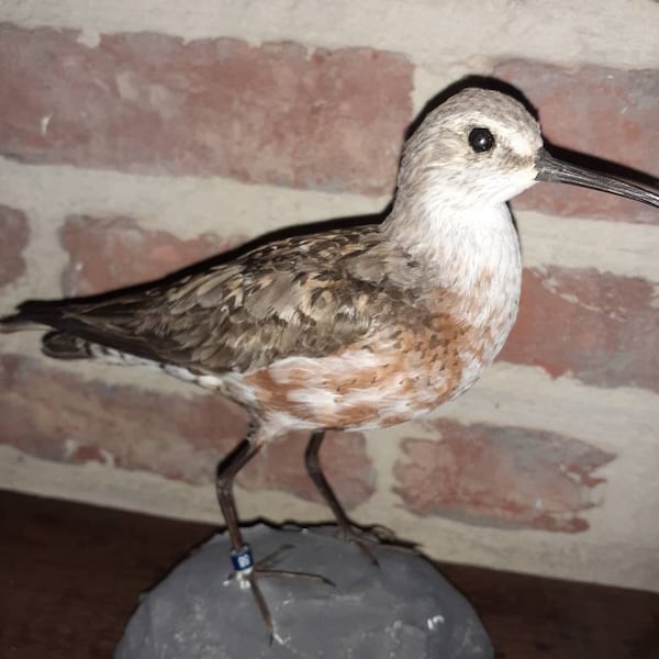 Taxidermy Bird Stuffed Bird AFRICAN SULTAN CHICKEN Porphyrio ...