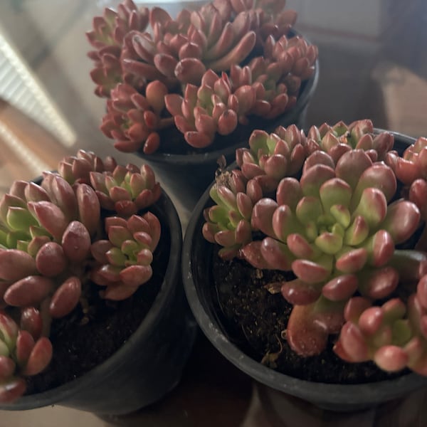 Graptoveria Bashful Pink Ruby Cluster Rare Succulent Live Plant - Etsy