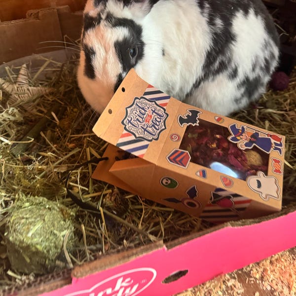 Enrichment Snack Puzzle for Rabbits and Guinea Pigs Boredom Breaker ...