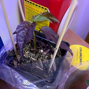 Amsonia 'string Theory' Blue Star Live Native - Etsy